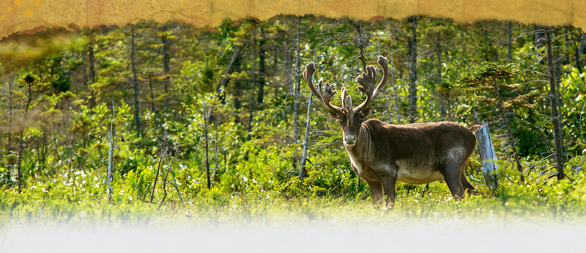 Adventure Quest Outfitters | Newfoundland Moose & Bear Hunting Lodges